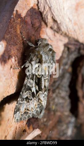 The Shears moth (Hada plebeja) resting on a birch tree. Powys, Wales ...