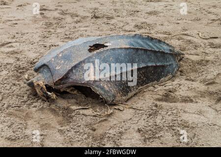 Empty shell of a dead Leatherback sea turtle Dermochelys coriacea at a ...