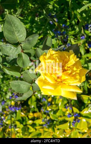 Big size rose flower Stock Photo - Alamy