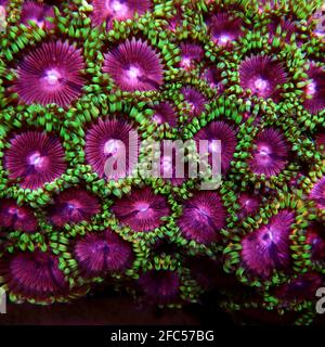 Pink Diamond rare Zoanthids colony polyps Stock Photo - Alamy