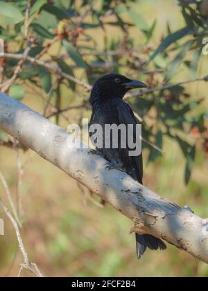 A black feathered bird, maybe a Spangled Drongo, sitting perched on a ...