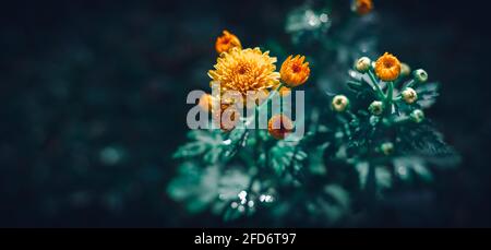 Pink Kapuru flowers in the garden, and morning light hits the flowers ...