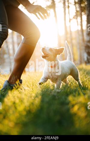 A cheerful Jack Russell terrier runs through the grass, holding a ...