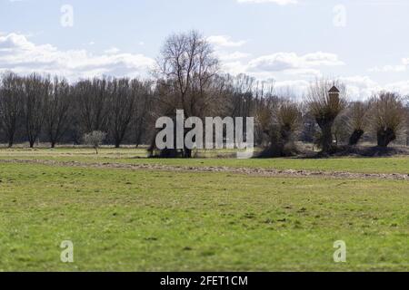 Large meadow with trees on the horizon Stock Photo - Alamy