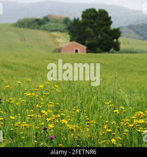 Sicily spring meadow landscape with flowers, Sicily Island, Italy Stock ...