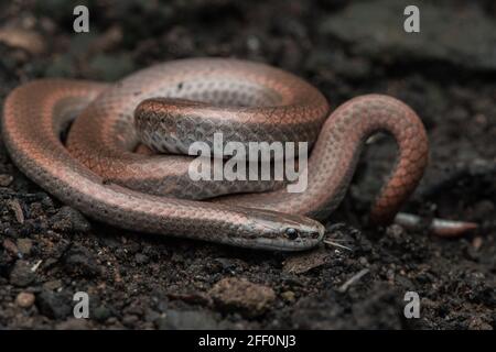 Sharp-tailed Snake, Contia tenuis, North Pender Island, BC, Canada ...