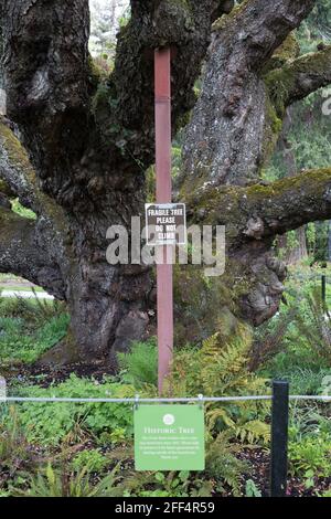 The Owen Cherry tree at Owen Rose Garden in Eugene, Oregon, USA Stock ...