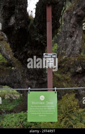 The Owen Cherry tree at Owen Rose Garden in Eugene, Oregon, USA Stock ...
