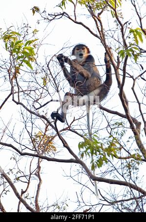 Black-shanked Doc (Pygathrix nigripes) adult sitting high in tree ...