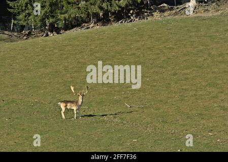 Deer near tree line in spring on grass Stock Photo - Alamy