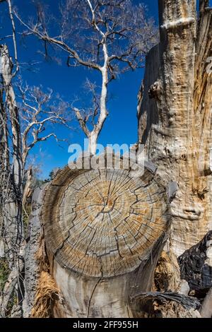 Fremont Cottonwood (Populus fremontii) in autumn, autumn color, Bosque ...