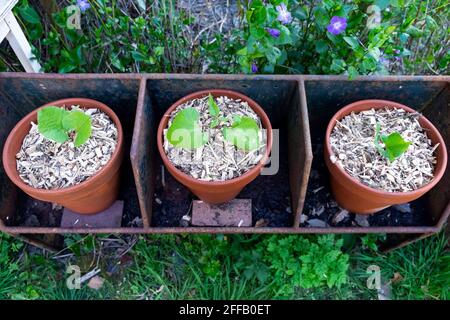 Dwarf Runner Bean Hestia in flower Stock Photo - Alamy