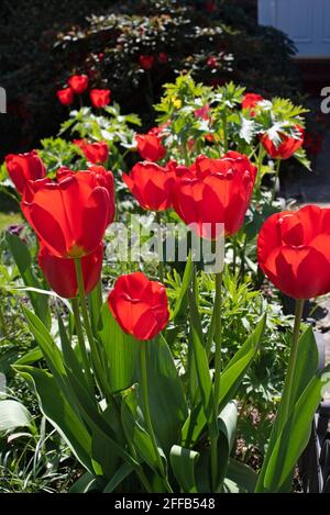 Tulipa ‘Red Impression’ Darwin hybrid 4 Red Impression tulip – tall ...