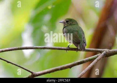 Blue-crowned Manakin (Pipra coronata) female, Yasuni National Park ...
