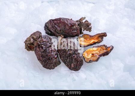 Fig of sea or violet in ice at a fishmonger's (Microcosmus sabatieri ...