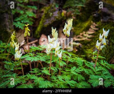 early spring woodland flowers: Dutchmen's Breeches Stock Photo - Alamy