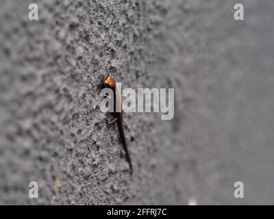A closeup of a common garden skink (Lampropholis guichenoti), also ...