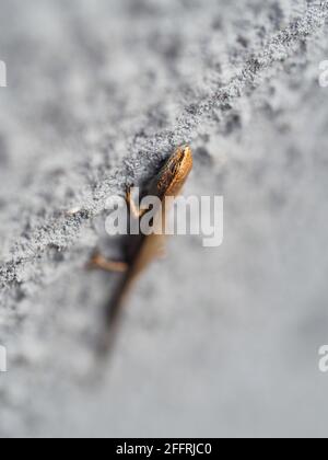 A closeup of a common garden skink (Lampropholis guichenoti), also ...