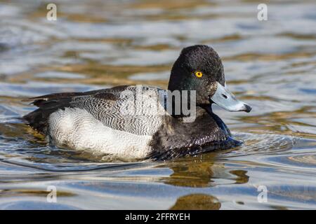 Aythya affinis, Broadbill, ducks, Lesser Scaup, Little Bluebill, male ...