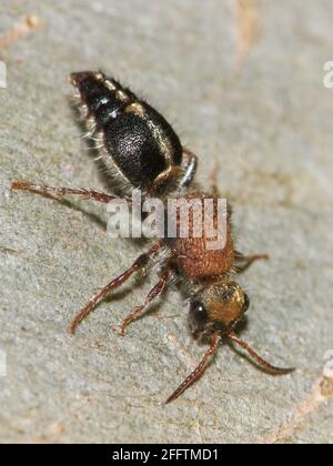 Velvet Ant on tree trunk Stock Photo - Alamy