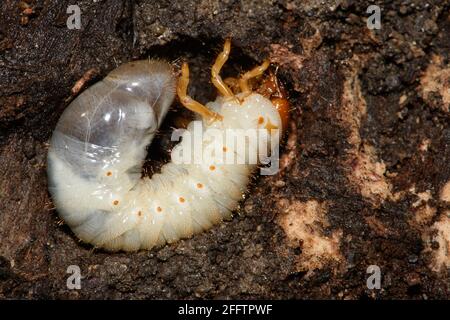 AFRICAN BLACK BEETLE (HETERONYCHUS ARATOR) ON LAWN GRASS Stock Photo ...