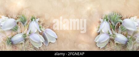 Defocused widescreen spring background with snowdrops. Selective focus ...