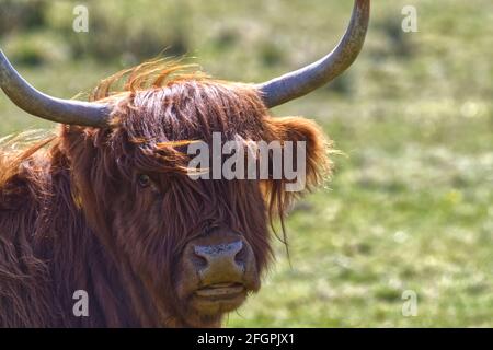 Female red Scottish Highland cattle with calf and a Pustertal Pinto ...