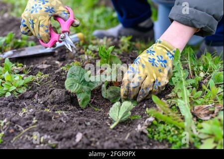spring pruning and weeding of strawberry bushes. women's hands in ...