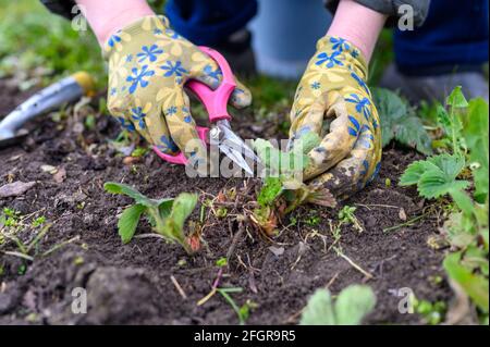 spring pruning and weeding of strawberry bushes. women's hands in ...