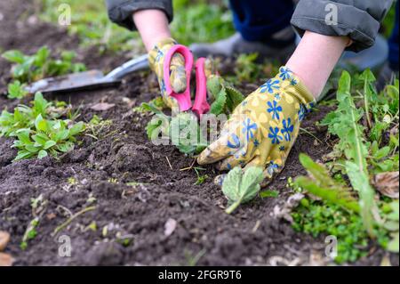 spring pruning and weeding of strawberry bushes. women's hands in ...
