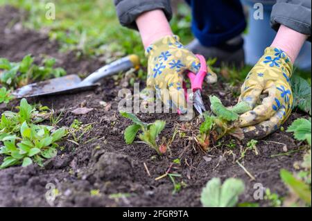 spring pruning and weeding of strawberry bushes. women's hands in ...