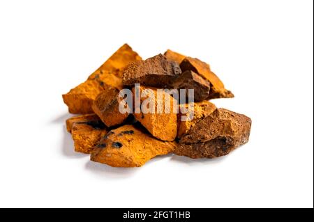 chaga mushroom. a pile of large pieces natural wild birch fungus chaga ...