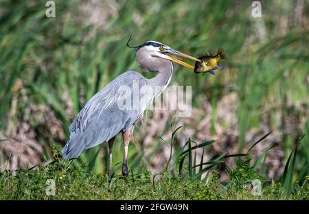great blue heron in swamp Stock Photo - Alamy