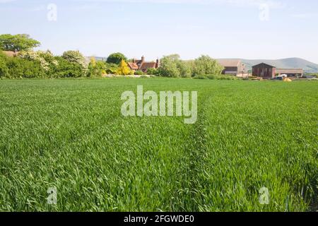 tracks through agricultural fields at Iford on the edge of the south ...
