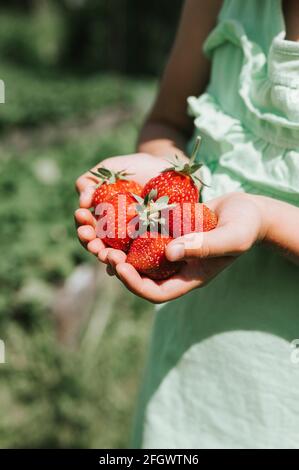 ripe strawberries in a child's girl hands on organic strawberry farm ...