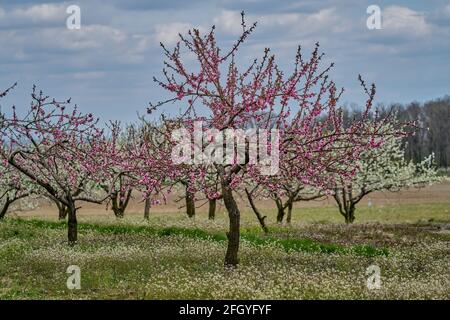Blooming apricot tree orchard Lower Silesia Poland Stock Photo - Alamy