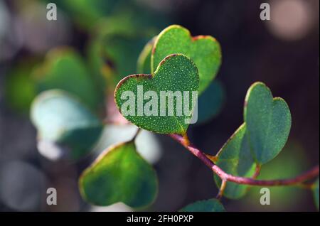 Heart shaped leaves of the Heart-Leaf Mallee, Eucalyptus websteriana ...