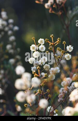 Sunshine Wattle (Acacia terminalis Stock Photo - Alamy