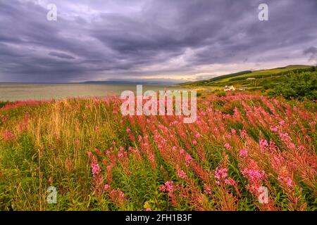 Pretty In Pink, Scottish Highlands, Scotland Stock Photo - Alamy