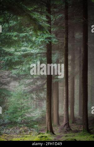 Misty woodland Cornwall England uk Stock Photo - Alamy