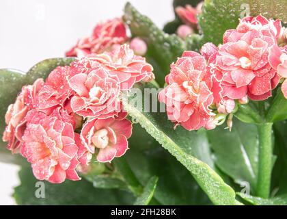 pale or discolored red flower with green leaves Kalanchoe Blossfeld ...