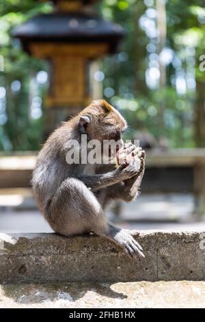 Cute funny monkey eating fruit and sitting on stone fence looking at ...