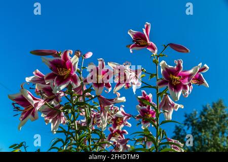 Oriental Hybrid Lilium Friso flowers in the garden Stock Photo - Alamy