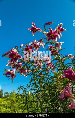 Oriental Hybrid Lilium Friso flowers in the garden Stock Photo - Alamy