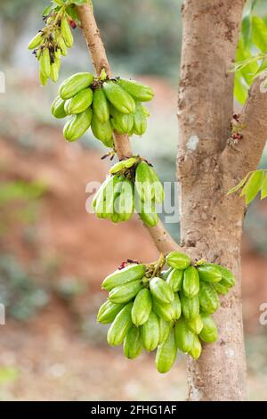 Bilimbi fruit on a tree Stock Photo - Alamy