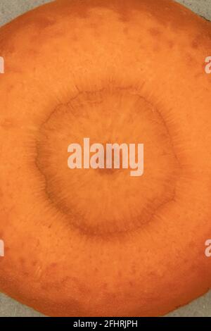 Carrot cross-section under the microscope 100x Stock Photo - Alamy