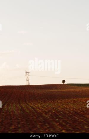 Long agricultural field covered in growing green plants in the ...