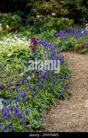 lunaria annua,purple honesty,muscari armeniacum,lining path,lined path ...