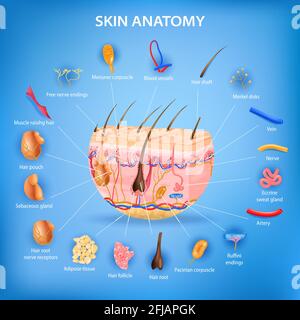 Skin anatomy realistic background with layers and labeled parts vector ...