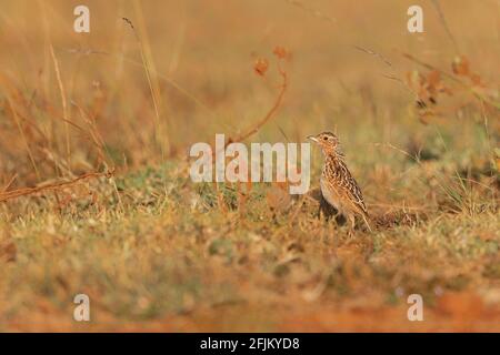 The Liben Lark, known as Sidamo Lark or Archer's Lark is a critically endangered bird species ...